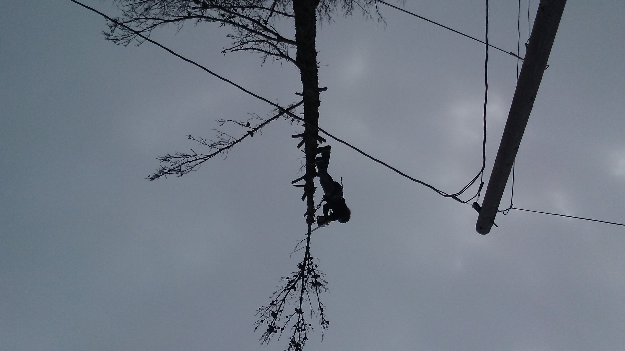 Tesla tree trimming Reviews - Kempner, TX | Angi