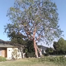 Mendoza & Family Tree Service, Inc. | Arleta, CA 91331 - HomeAdvisor