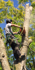 First Choice Tree Experts - Home Facebook Reviews - Springfield, OH ...